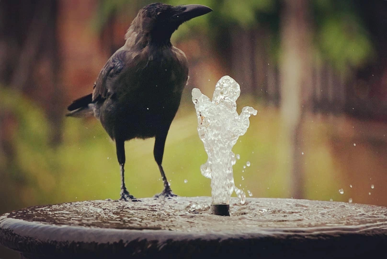 Splish Splash, Hurray for Bird Baths!